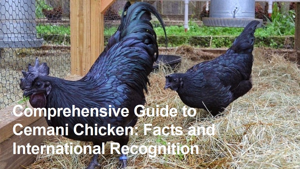 Comprehensive Guide to Cemani Chicken: Facts and International ...